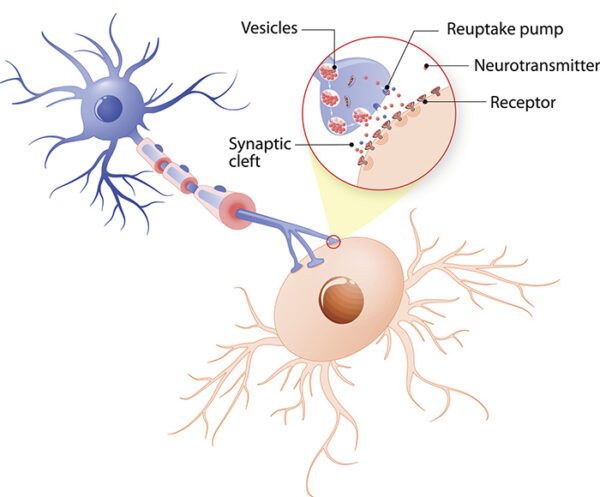 What are Neurotransmitters – Functions, Types and Disorders – Dawn Bridge